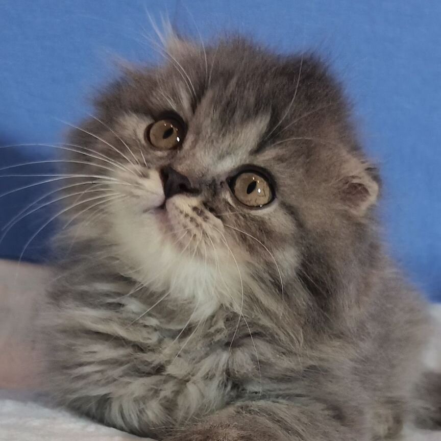 Вислоухая. Хайленд