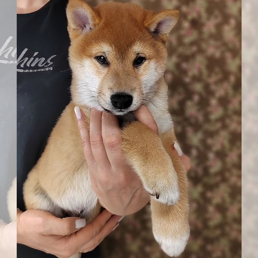 Сиба-ину, щенок