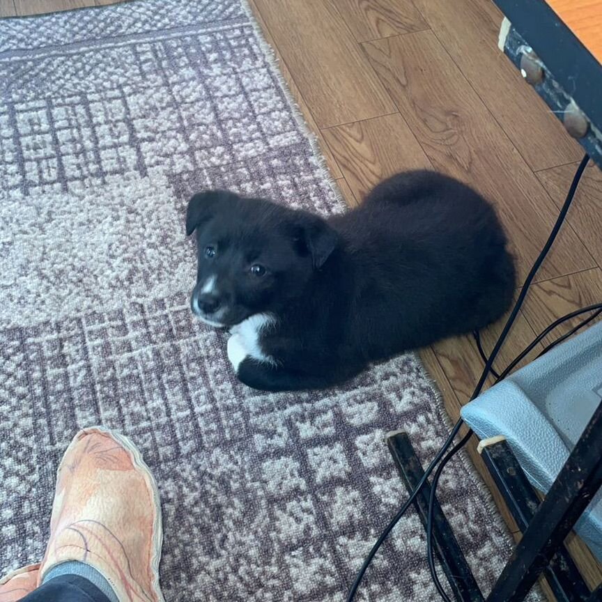 Собака в добрые руки отдам бесплатно