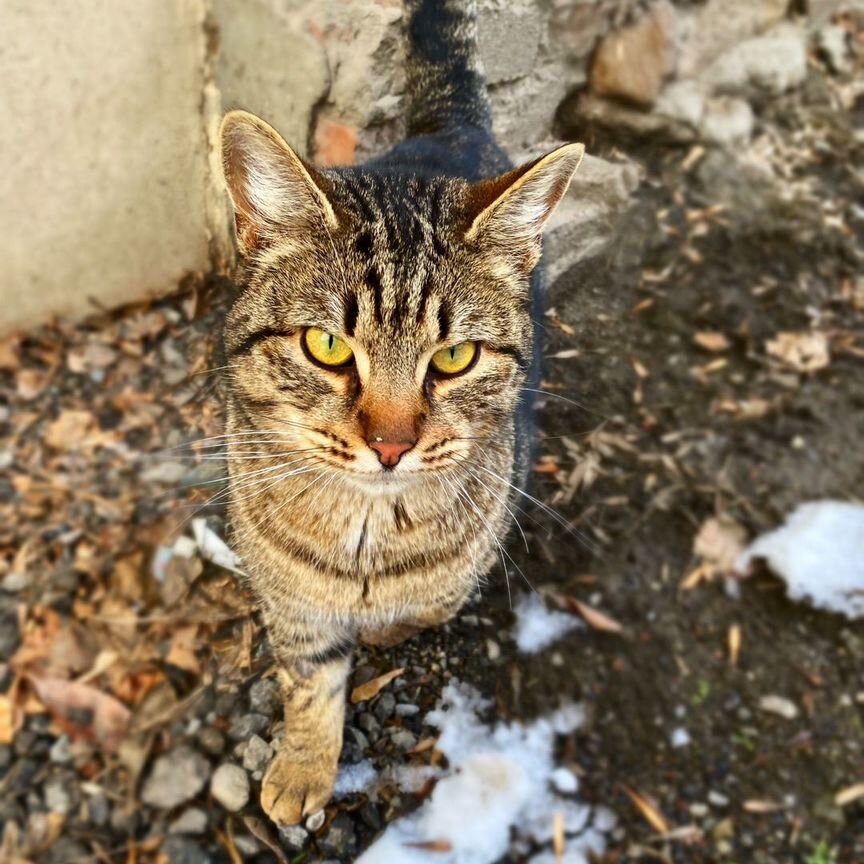 Котик Гусар в добрые руки