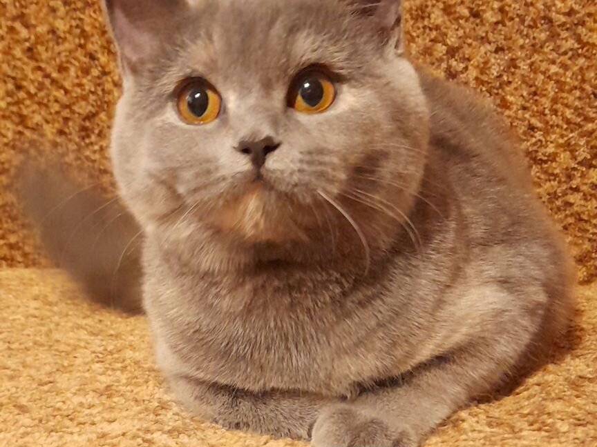 Шотландская девочка с документами