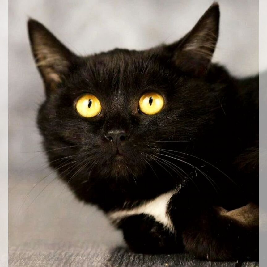 Европейская короткошёрстная кошка, взрослая