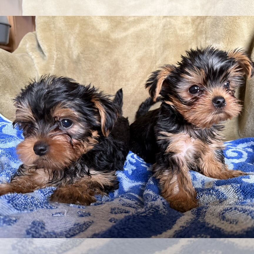 Йоркширский терьер, щенок