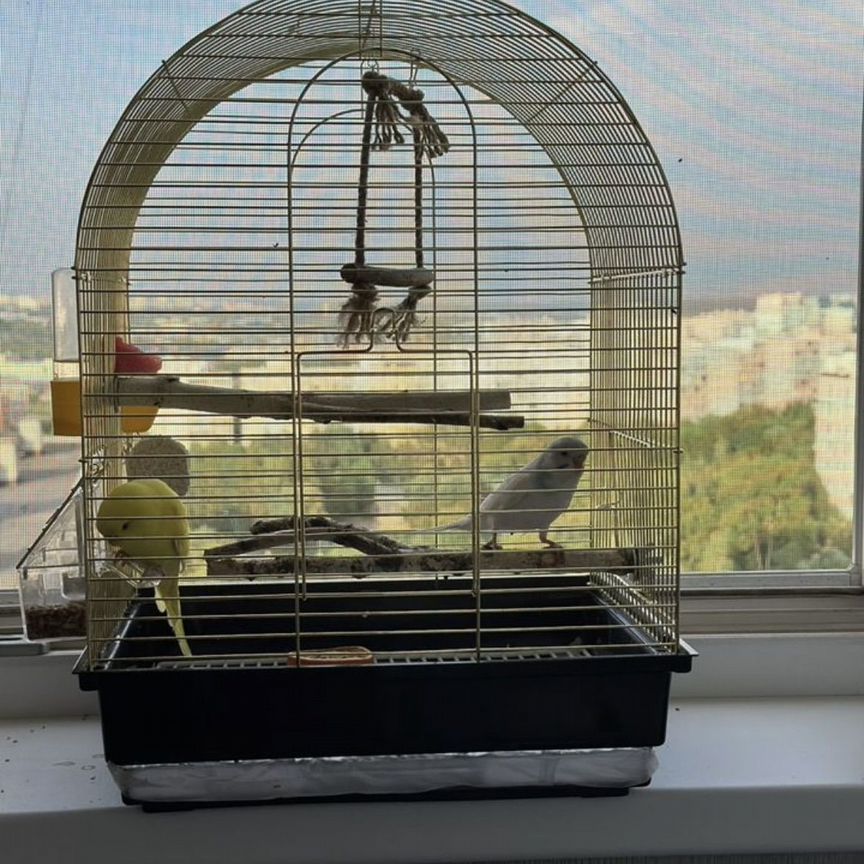 Волнистый попугай