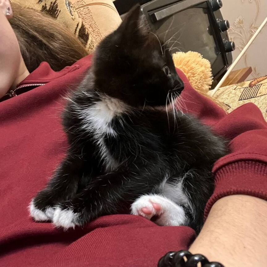 Котенок девочка бесплатно