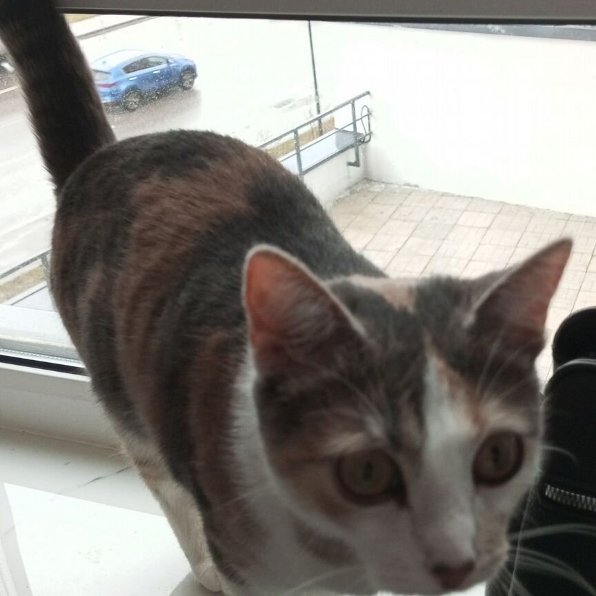 Взрослая, кошка в добрые руки