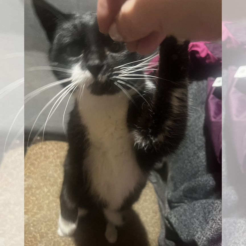 Взрослая, Девочка кошка в добрые руки