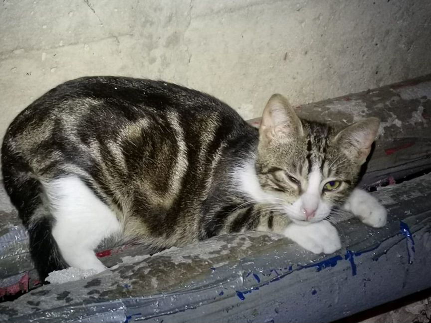 Котенку нужна помощь