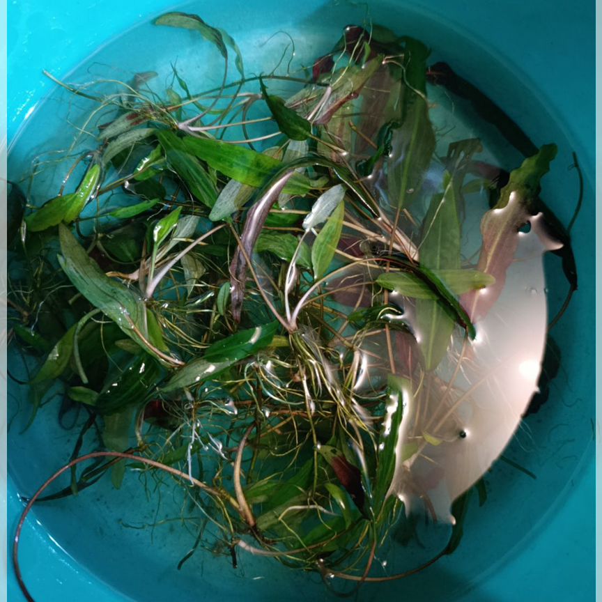 Аквариумные растения Криптокорина