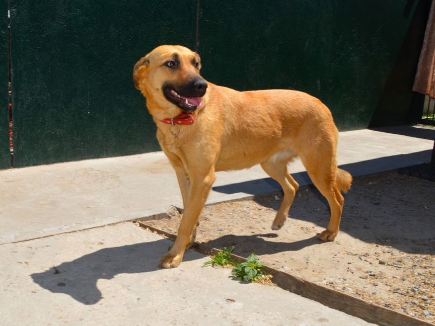 Собака в добрые руки