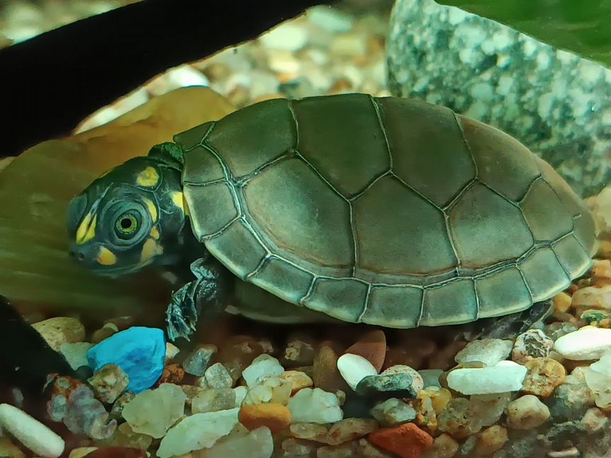 Желтоголовая амазонская черепаха