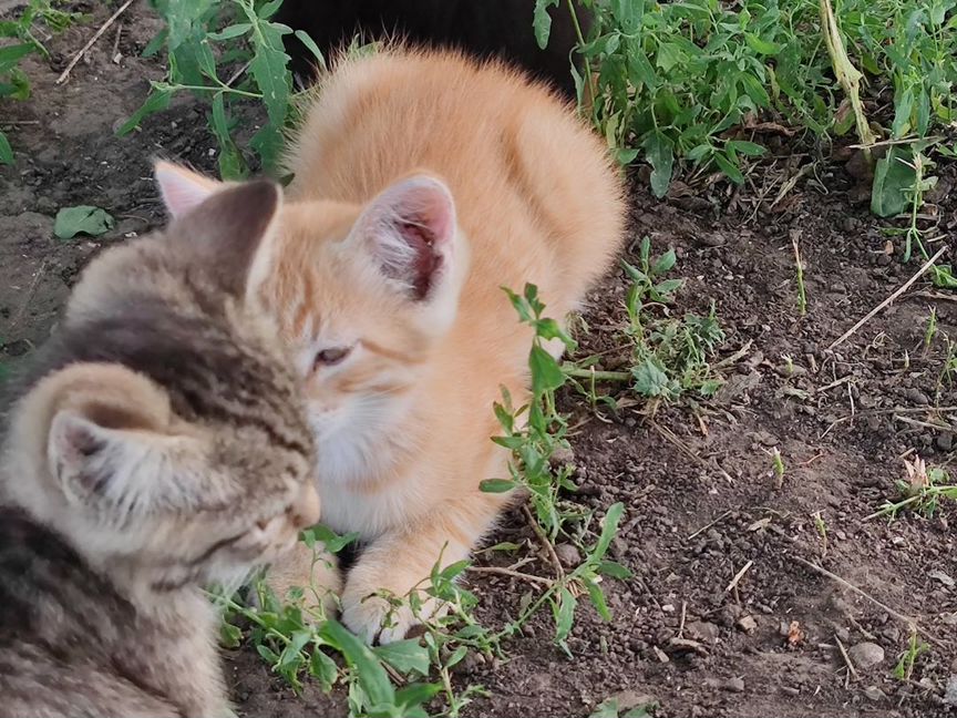 Котята от счастливой трехцветной мамы-кошки