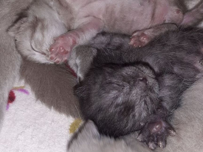 Шотландские котята