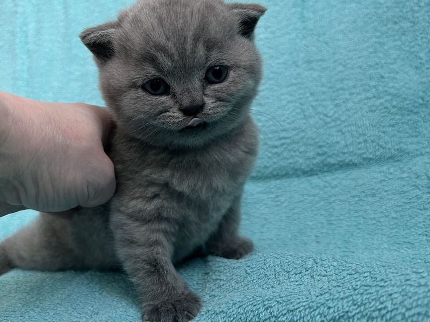 Шотландские вислоухий котенок мальчик