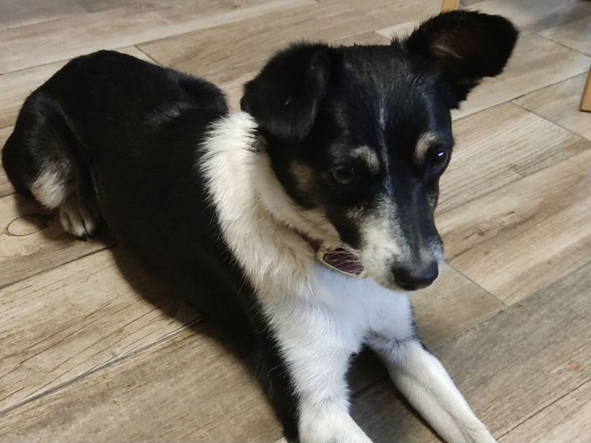 Маленький пёсик