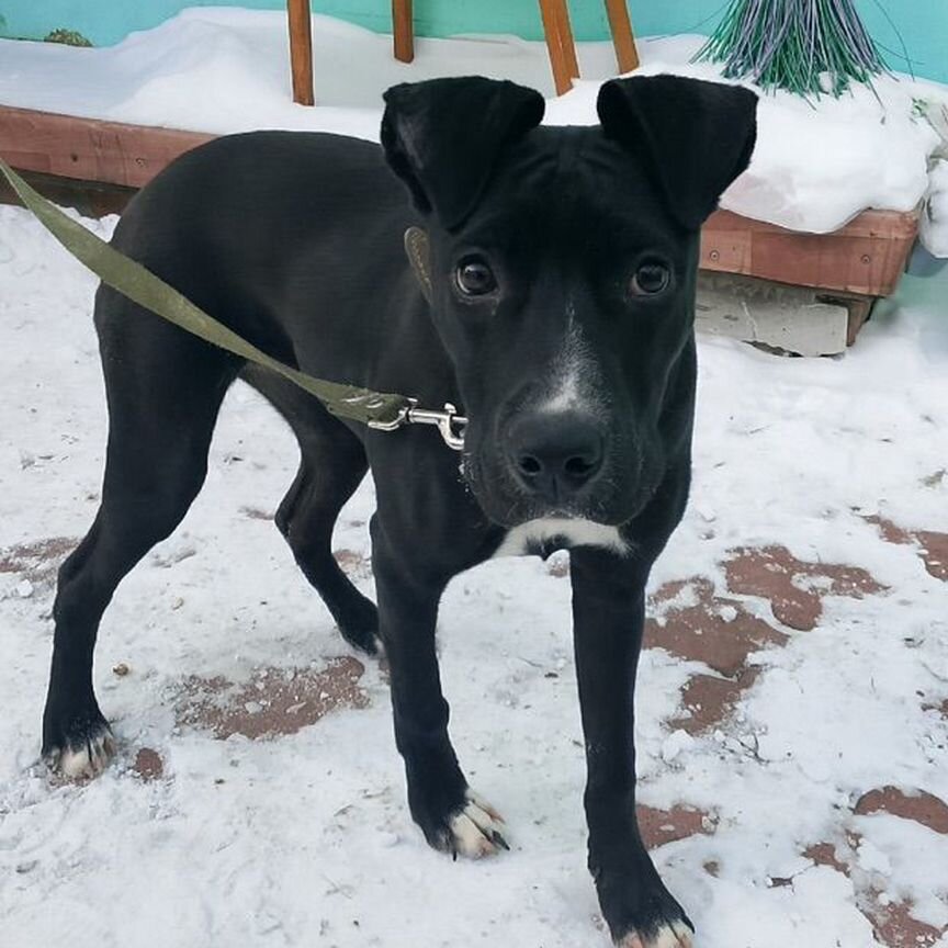 Американский питбультерьер, щенок