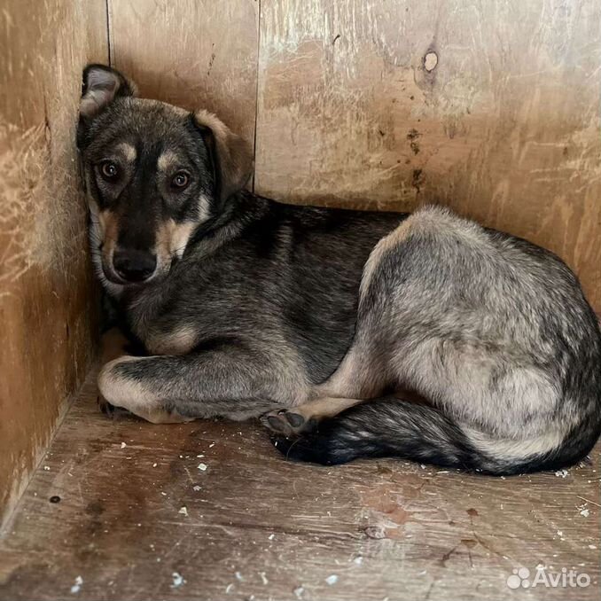 Милый Блюм очень надеется на прогулку и внимани