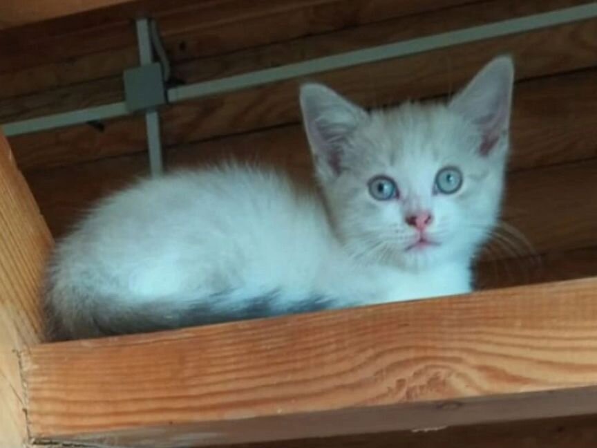Тайский котенок с голубыми глазами очень ласковый