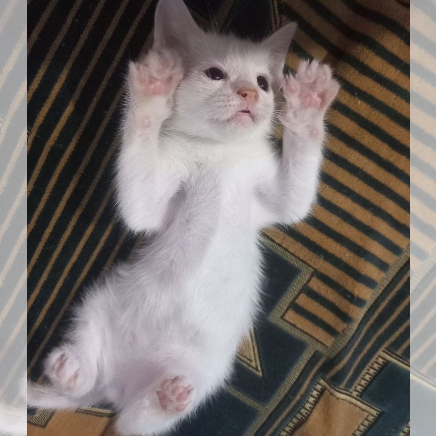 Котёнок в добрые руки