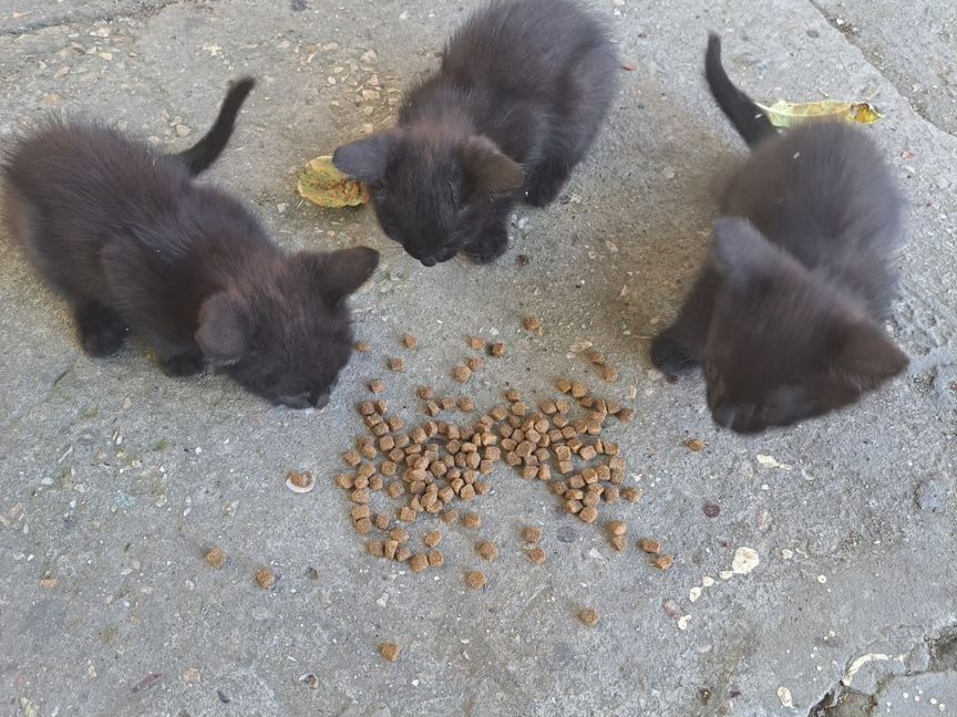 Котята в добрые руки мальчики
