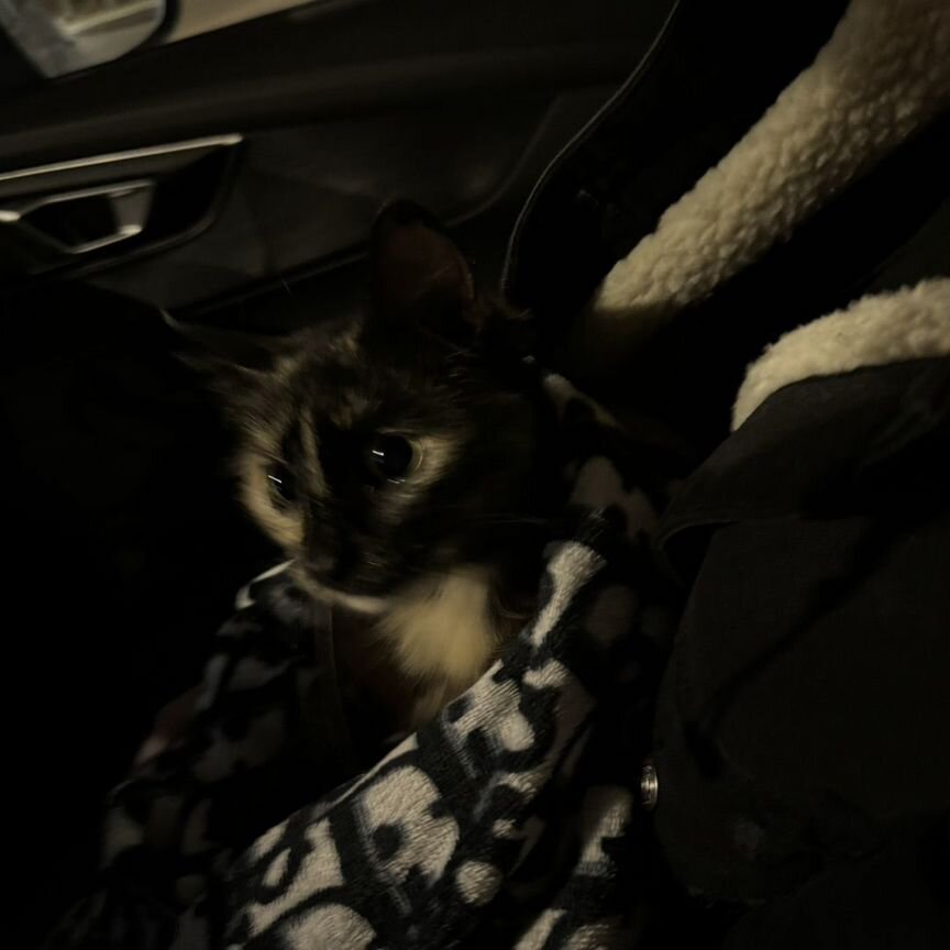 Крысоловка