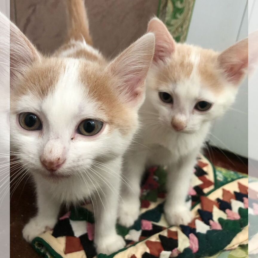 Котята
