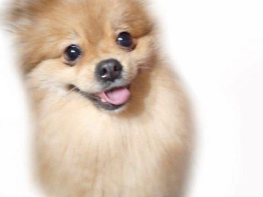 Шпиц девочка