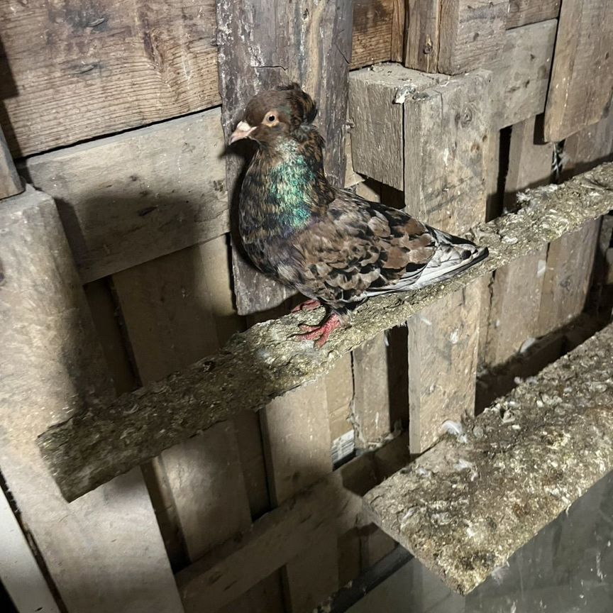 Голуби мраморные