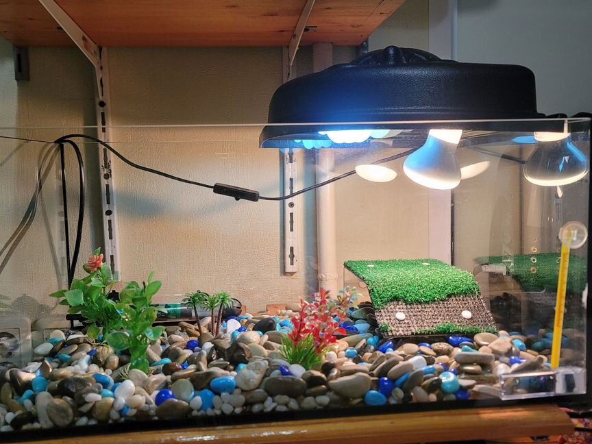 Аквариум для красноухой черепахи