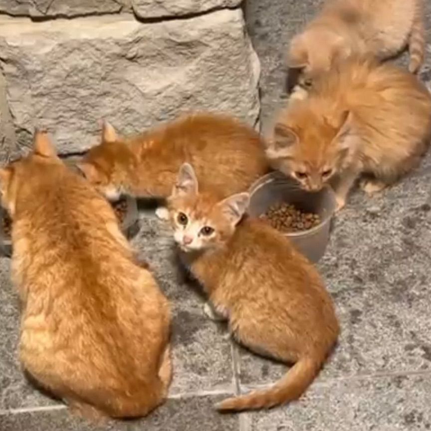 Котёнок в добрые руки