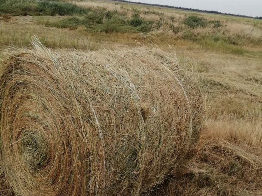 Сено луговое 2023