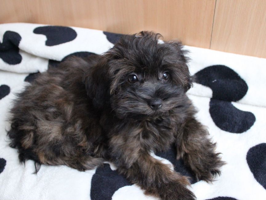 Петербургская орхидея