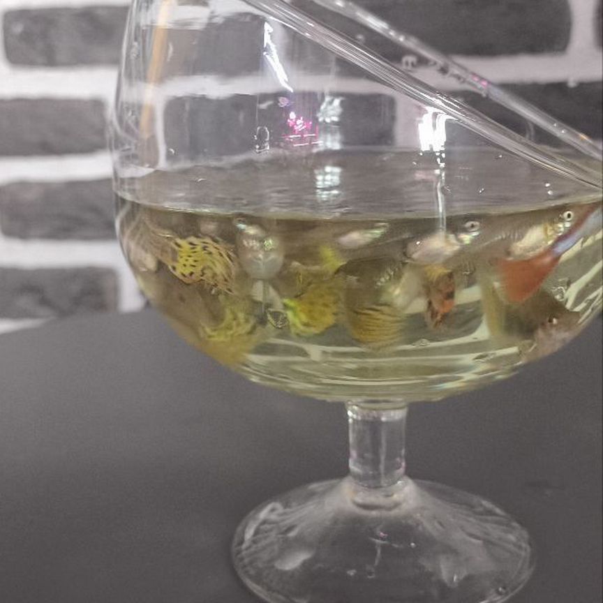 Продам гуппи