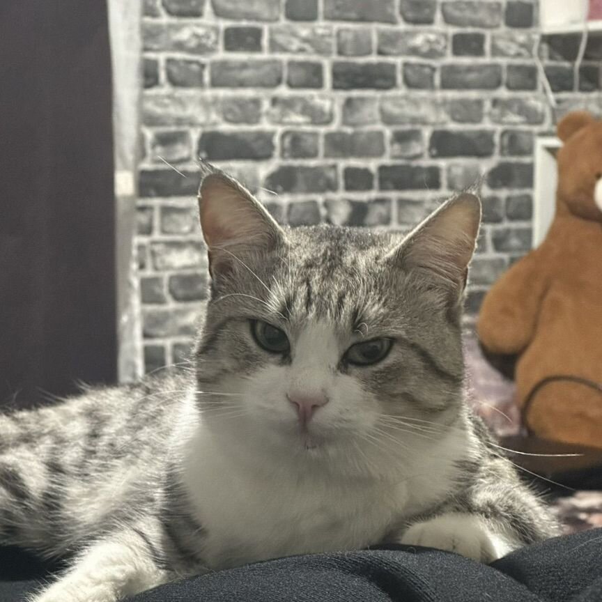 Потерялся кот