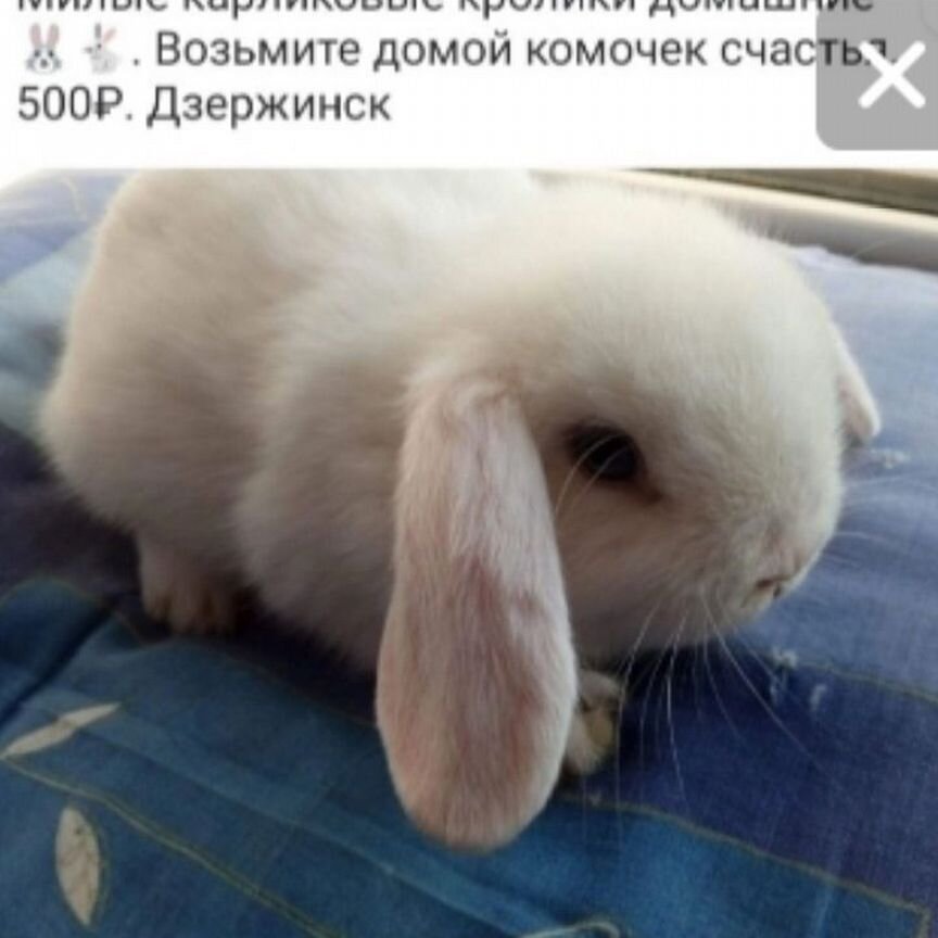 Карликовый вислоухий и прямоухие кролик