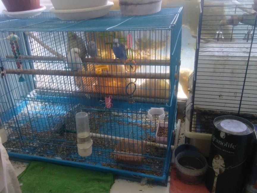 Попугаи оптом