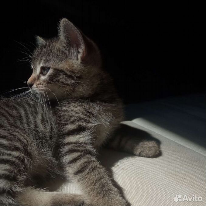 Котята. Две красивые девочки ждут своих хозяев