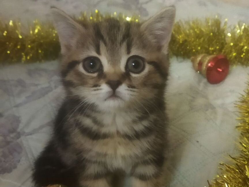 Шотландские котята