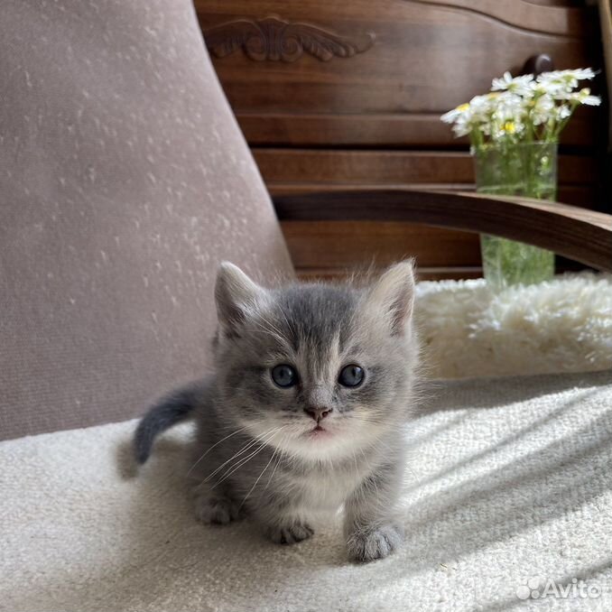 Котик манчкин (коротколапый)