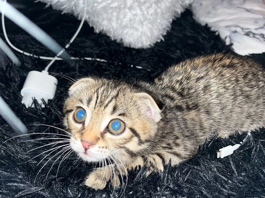 Шотландская вислоухая порода Кот