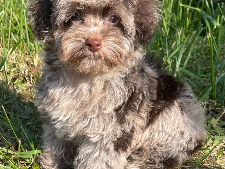 Мальтипу мини