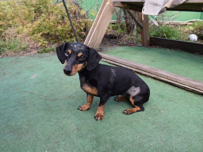 Таксы и метисы в добрые руки