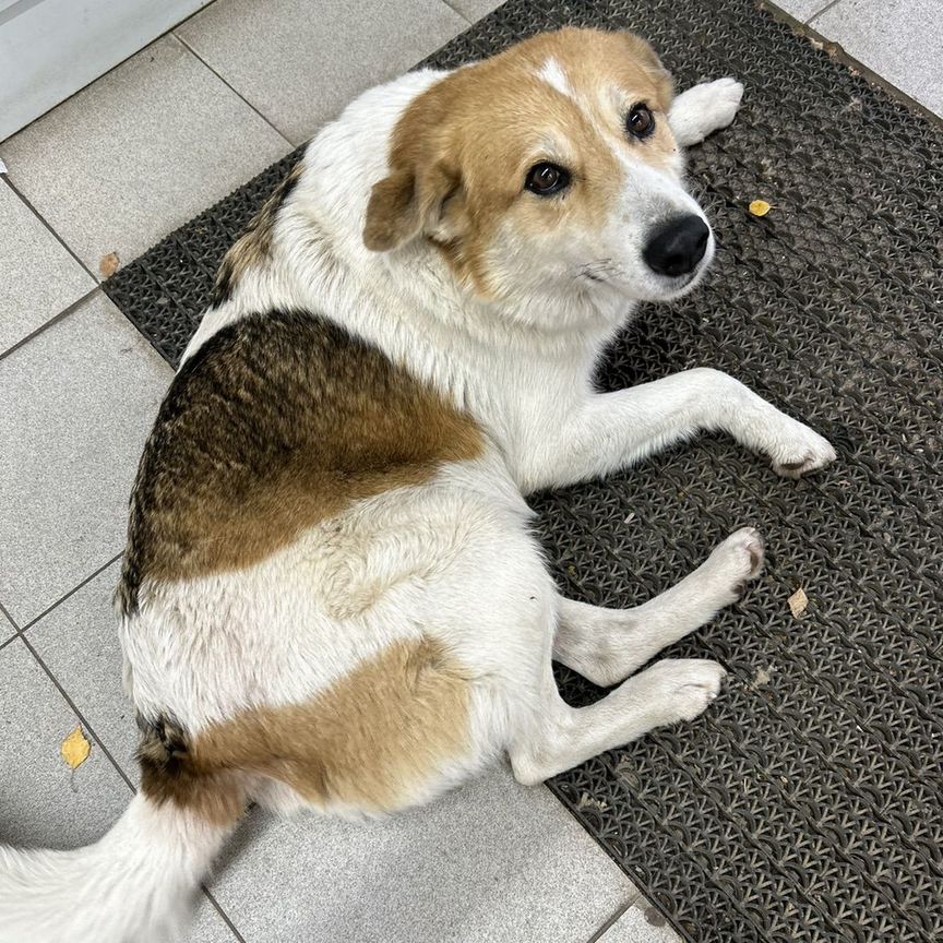 Собака в добрые руки