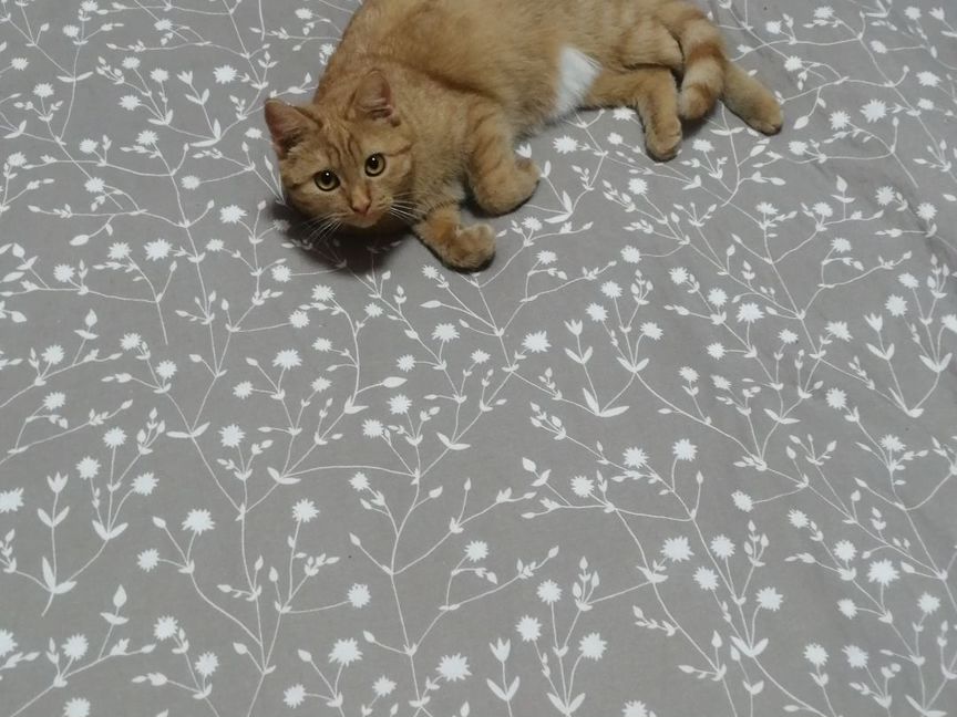 Потерялась Кошка