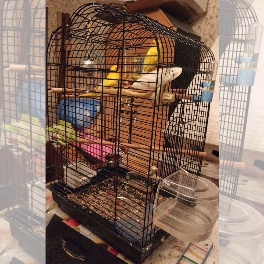 Новозеландские попугаи