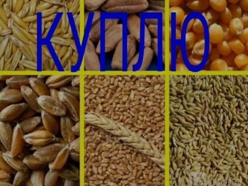 Зерно, пшеницу,овёс,ячмень