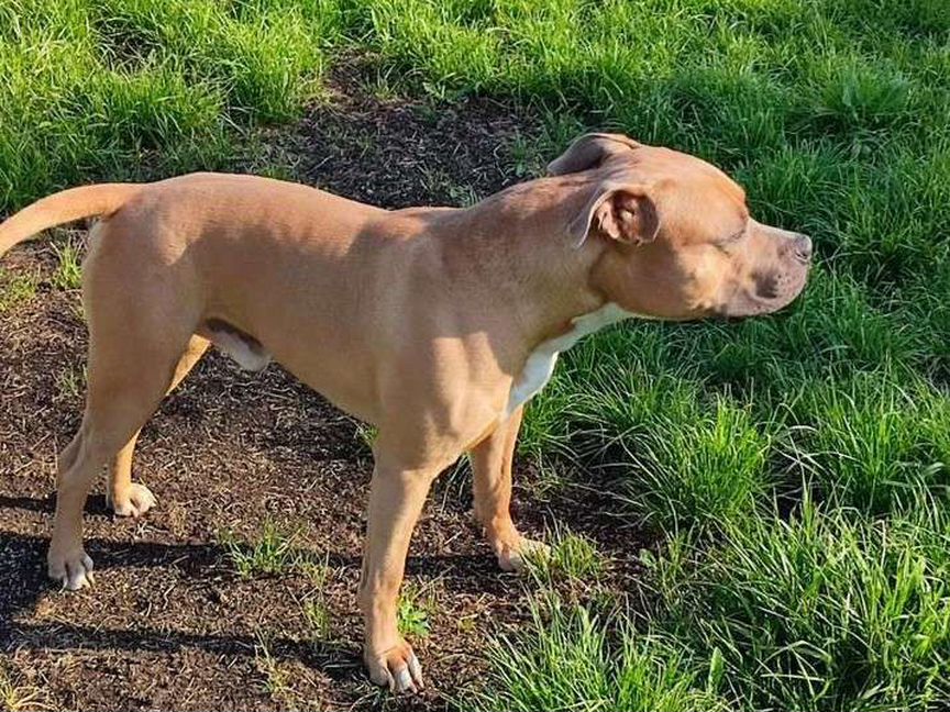 Амстафф кобель на вязку