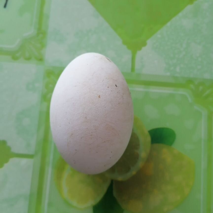 Яйцо гусиное