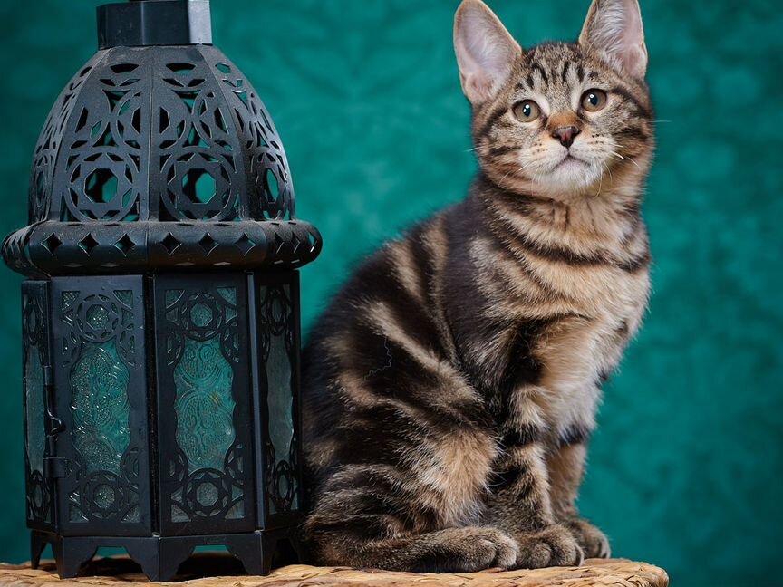 Роскошная кошечка