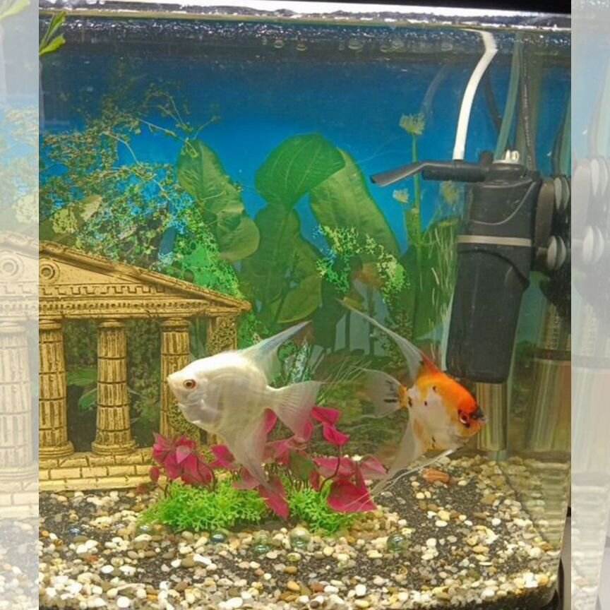 Скалярия самец